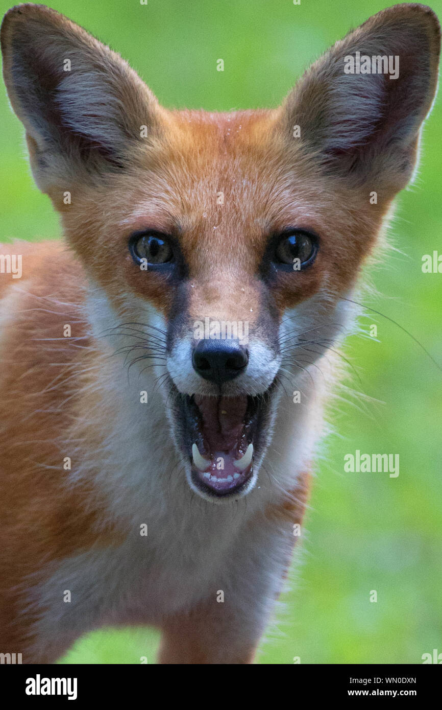 Fox Mouth Open High Resolution Stock Photography and Images - Alamy