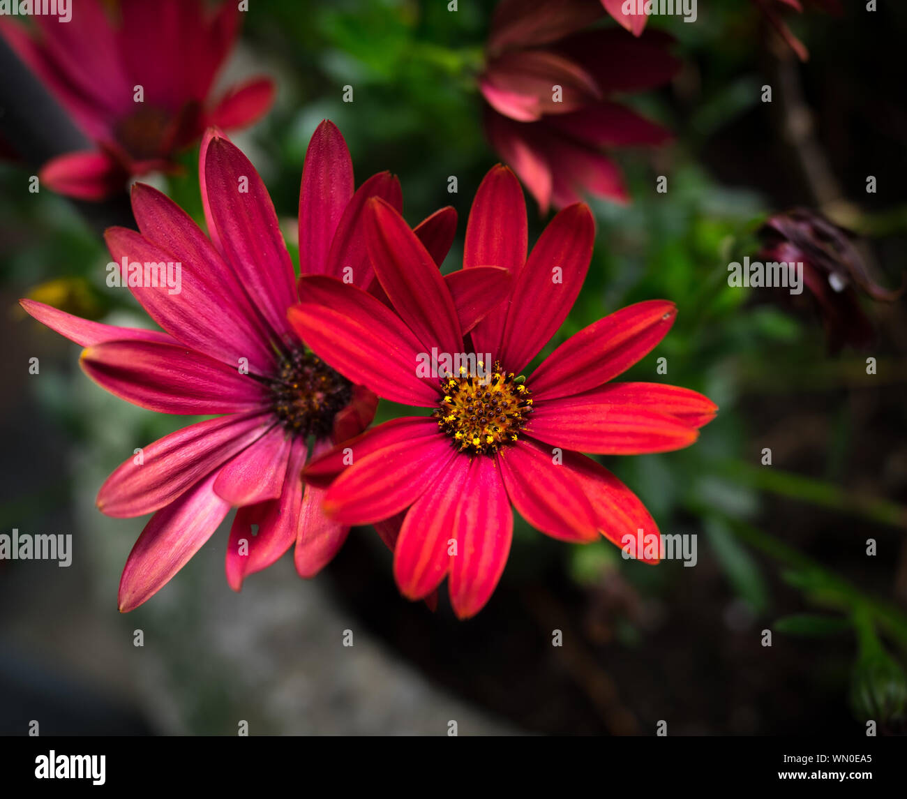 Osteospermum Red High Resolution Stock Photography and Images - Alamy