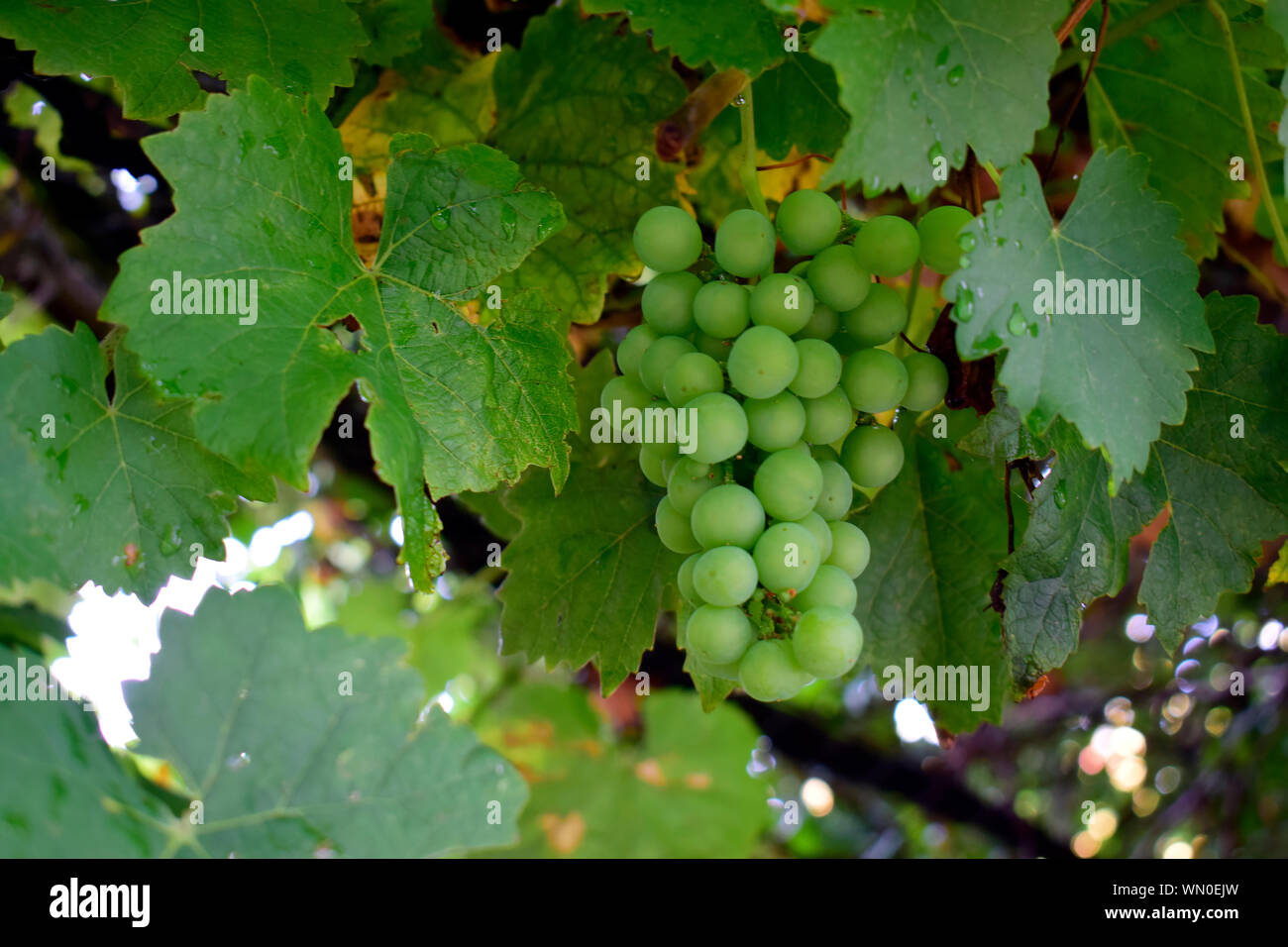 Beautiful grape hi-res stock photography and images - Alamy