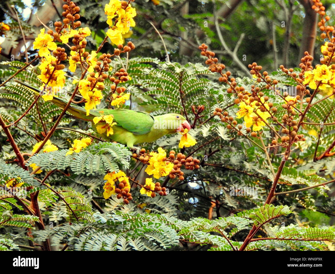 Leaf bearing tree hi-res stock photography and images - Alamy