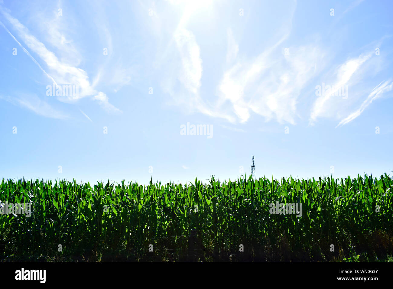 Green maize tree hi-res stock photography and images - Alamy