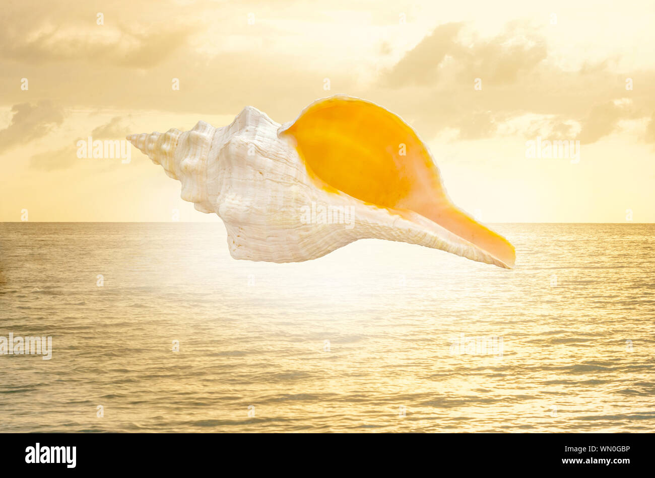 Digital composite of horse conch seashell against sunset seascape Stock ...