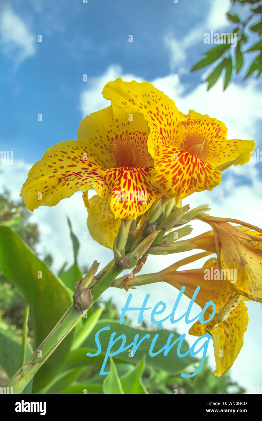 Flower with description Hello Spring Stock Photo - Alamy