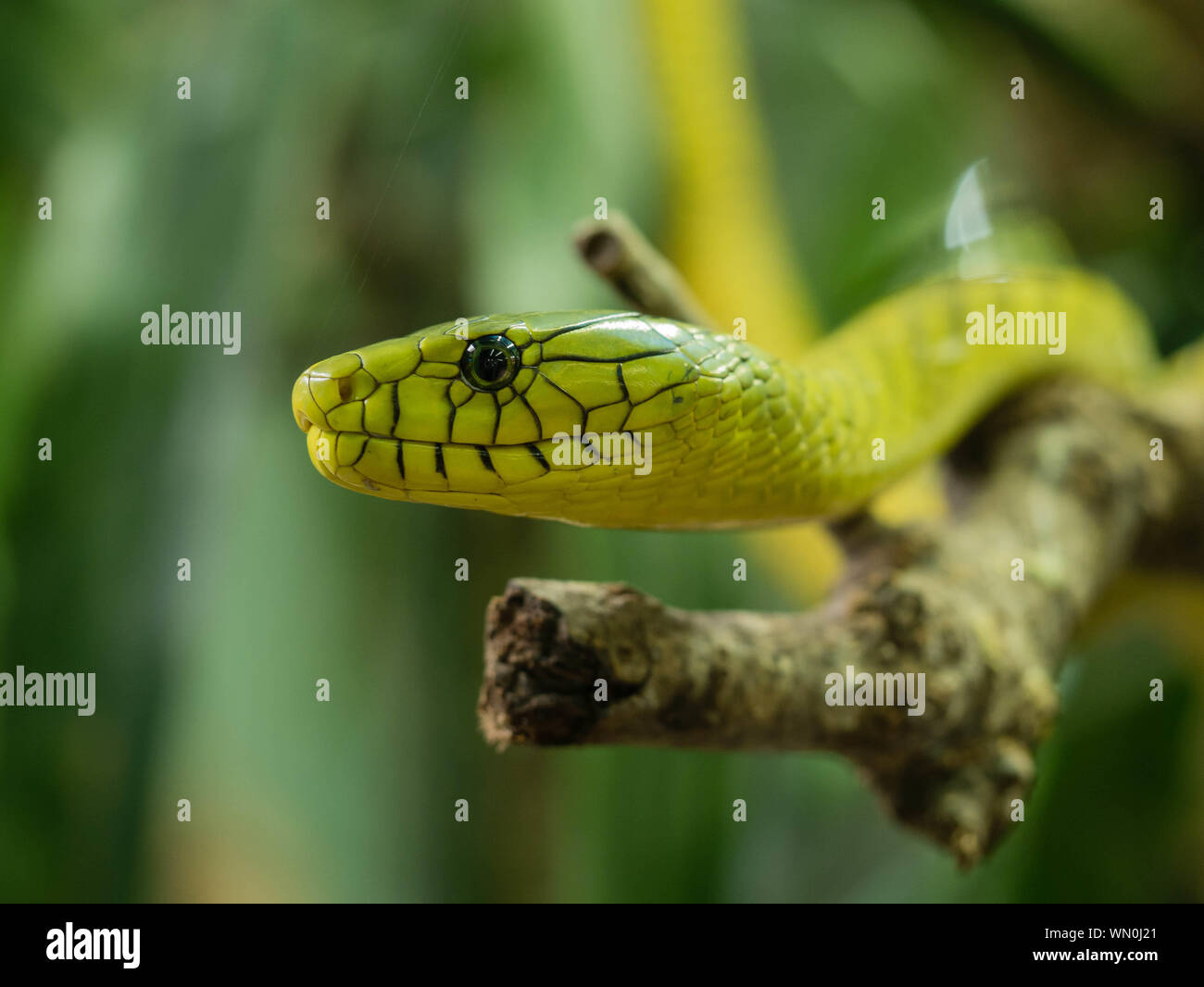 Stick Snake High Resolution Stock Photography and Images - Alamy