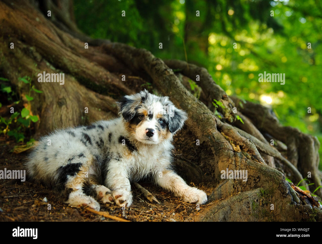 Australian forest tree hi-res stock photography and images - Alamy