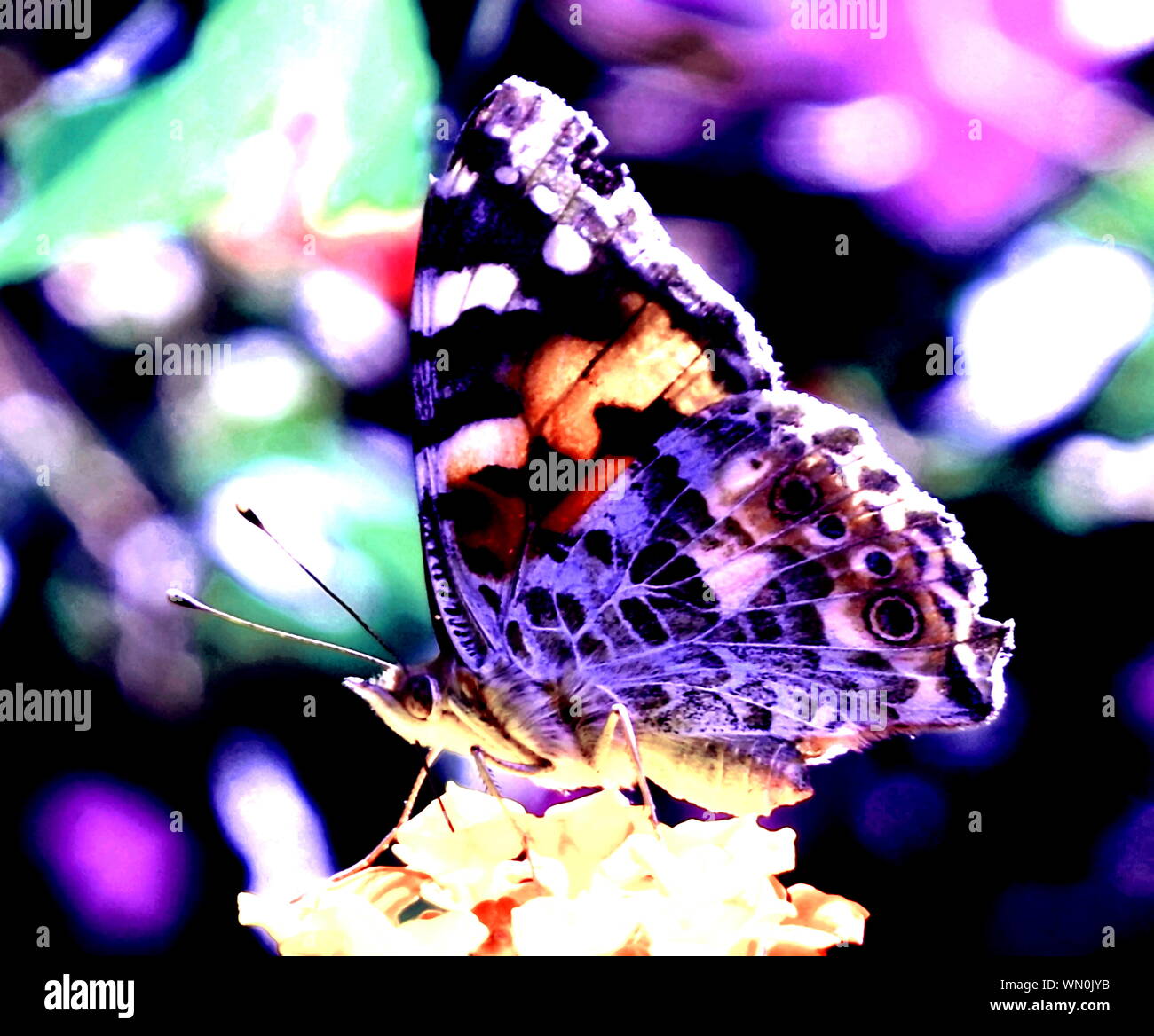 butterfly colorful, many photos, many colors, abstract background Stock ...