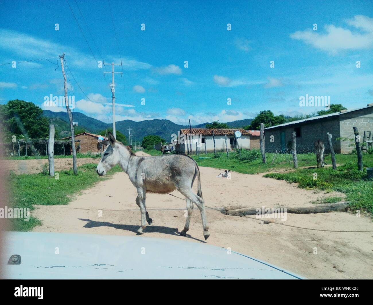 Donkey Walking On Road High Resolution Stock Photography and Images - Alamy