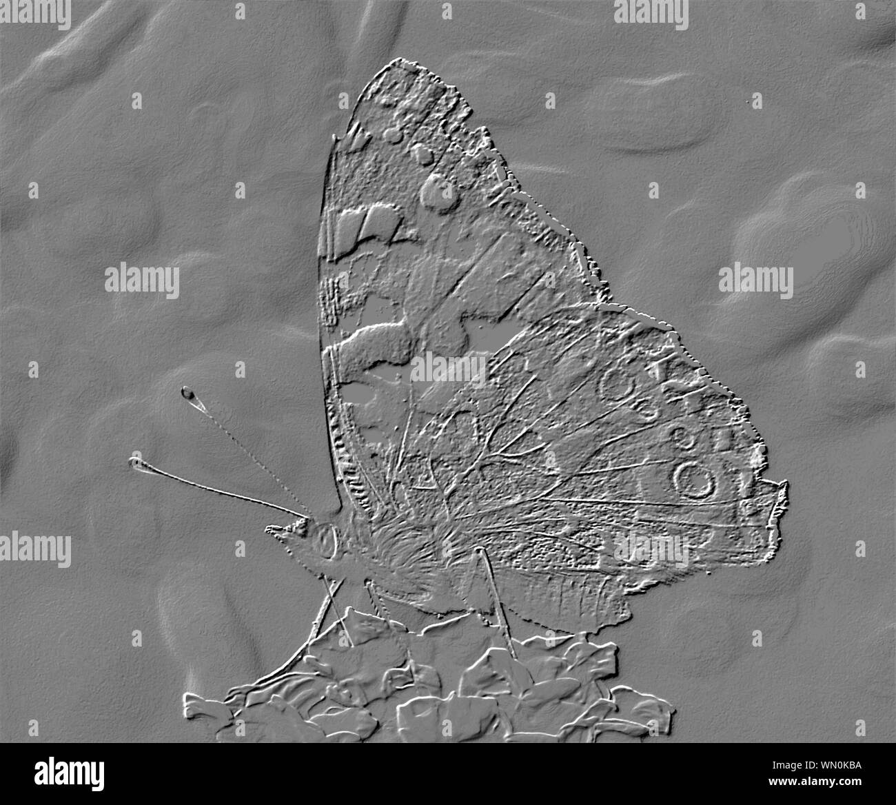 butterfly colorful, many photos, many colors, abstract background Stock ...