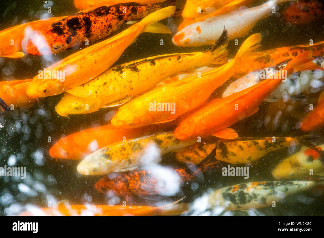 Koi collection hi-res stock photography and images - Alamy