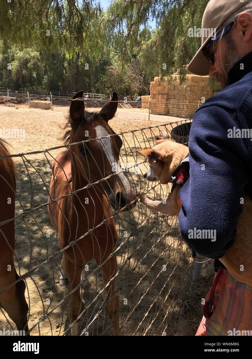 Man fence horse hi-res stock photography and images - Alamy