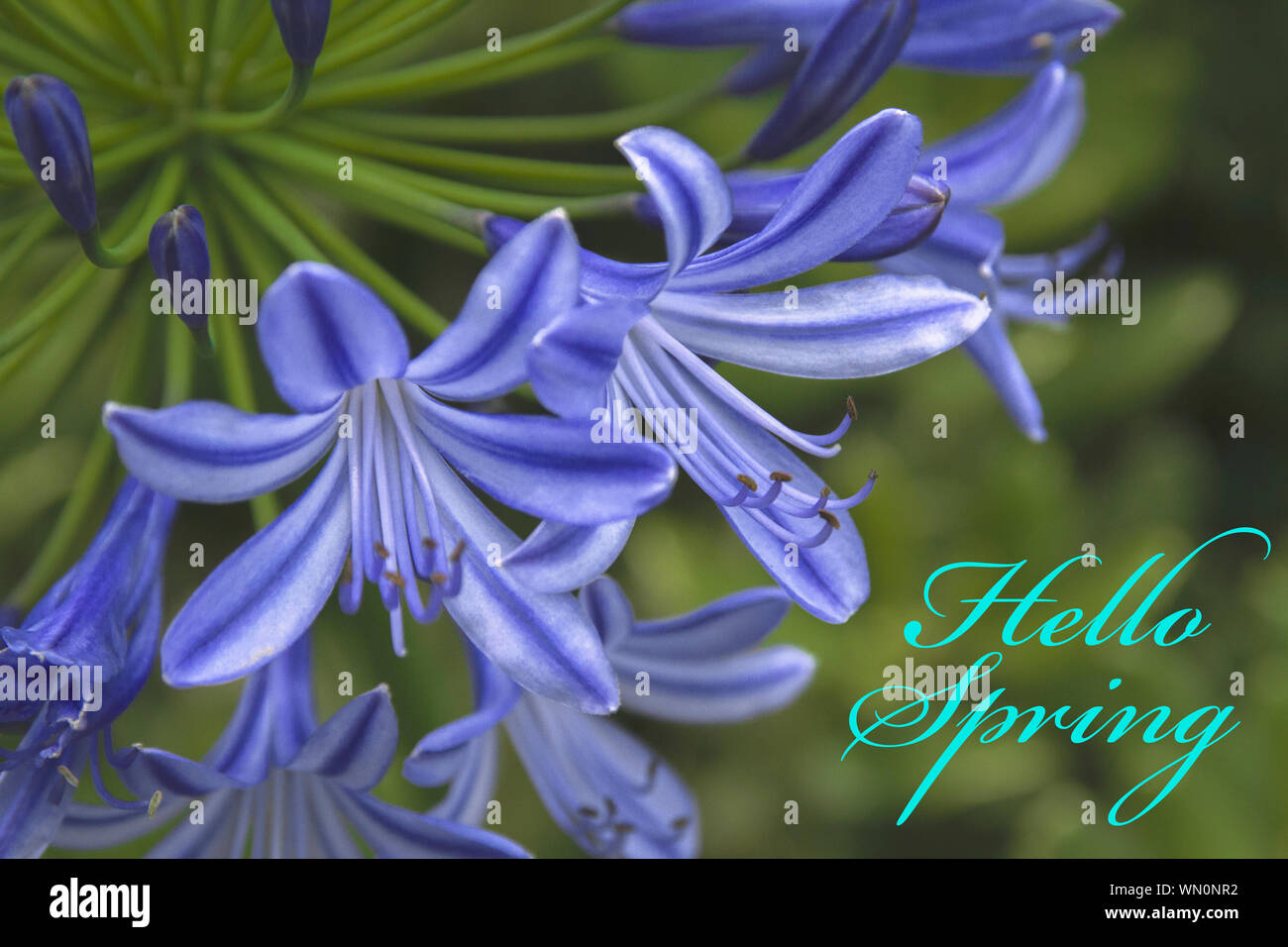 Flower with description Hello Spring Stock Photo - Alamy