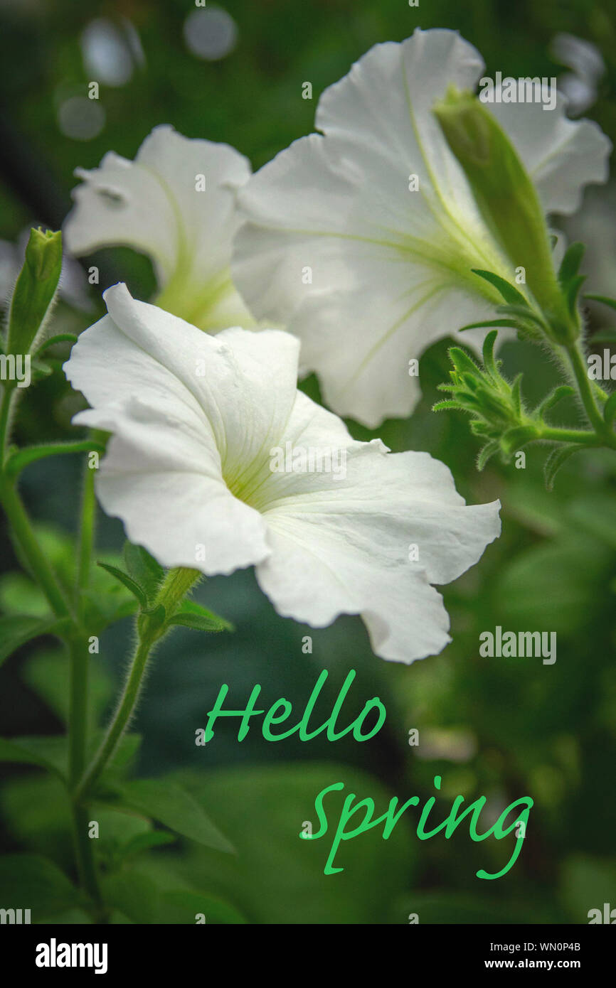 Flower with description Hello Spring Stock Photo - Alamy