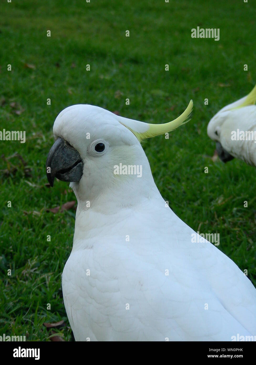 Cockatoos in the wild hi-res stock photography and images - Alamy