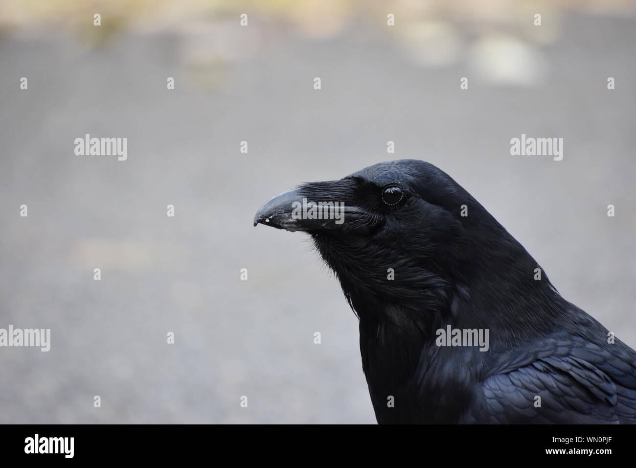 Raven outdoors hi-res stock photography and images - Alamy