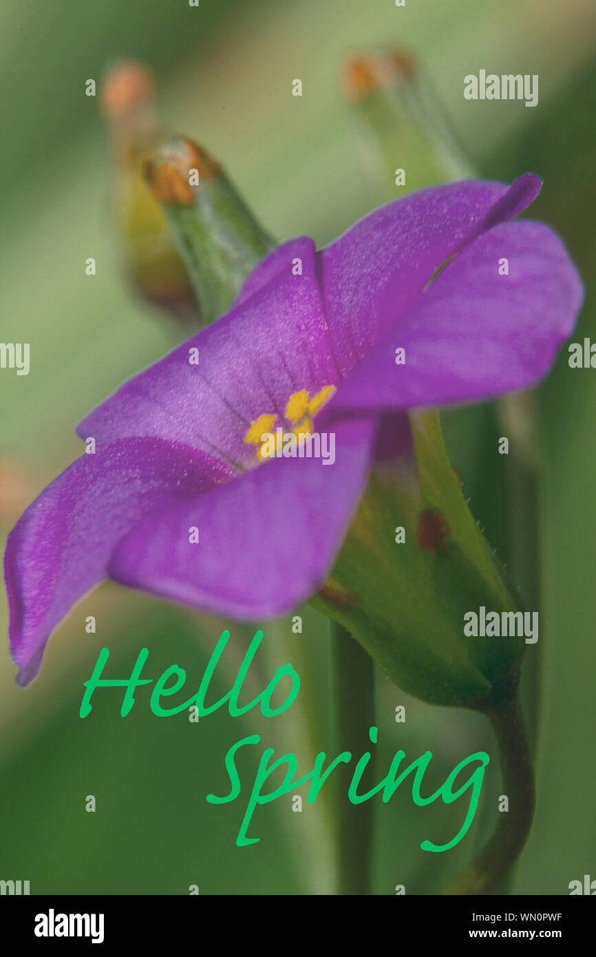 Flower with description Hello Spring Stock Photo - Alamy