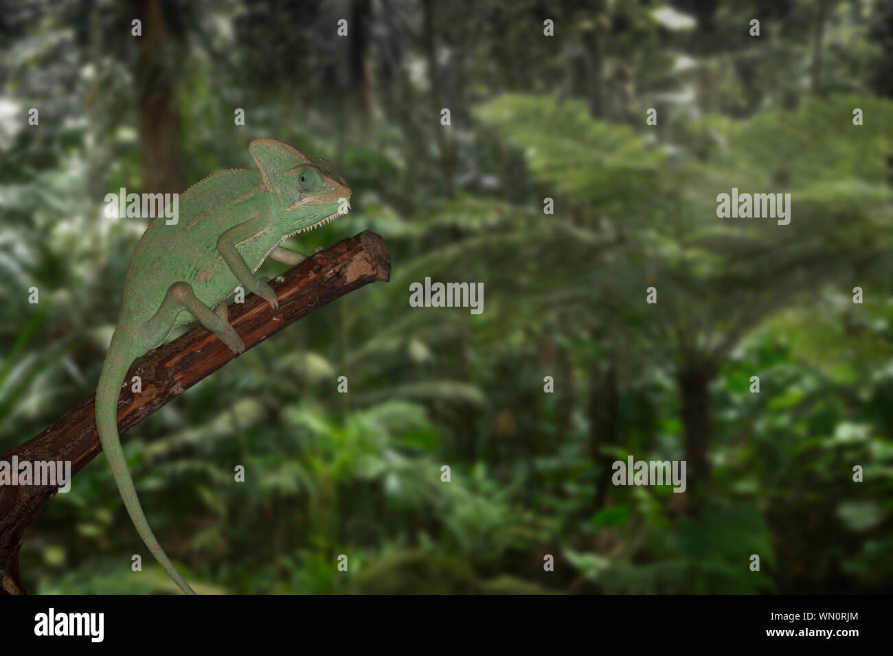 Chameleon on branch hi-res stock photography and images - Alamy