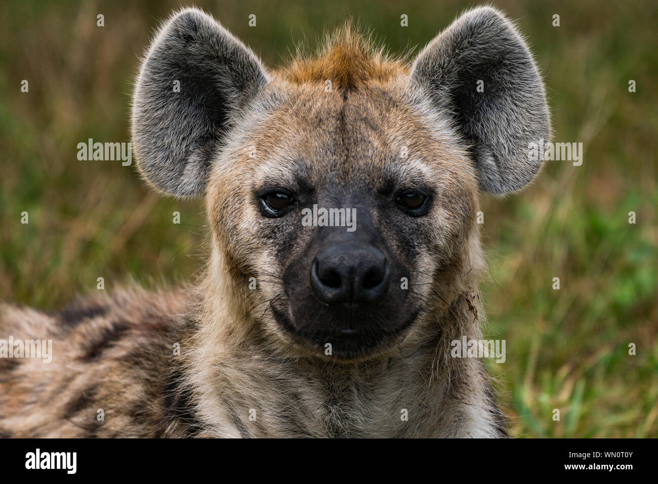 Hyena sitting hi-res stock photography and images - Alamy