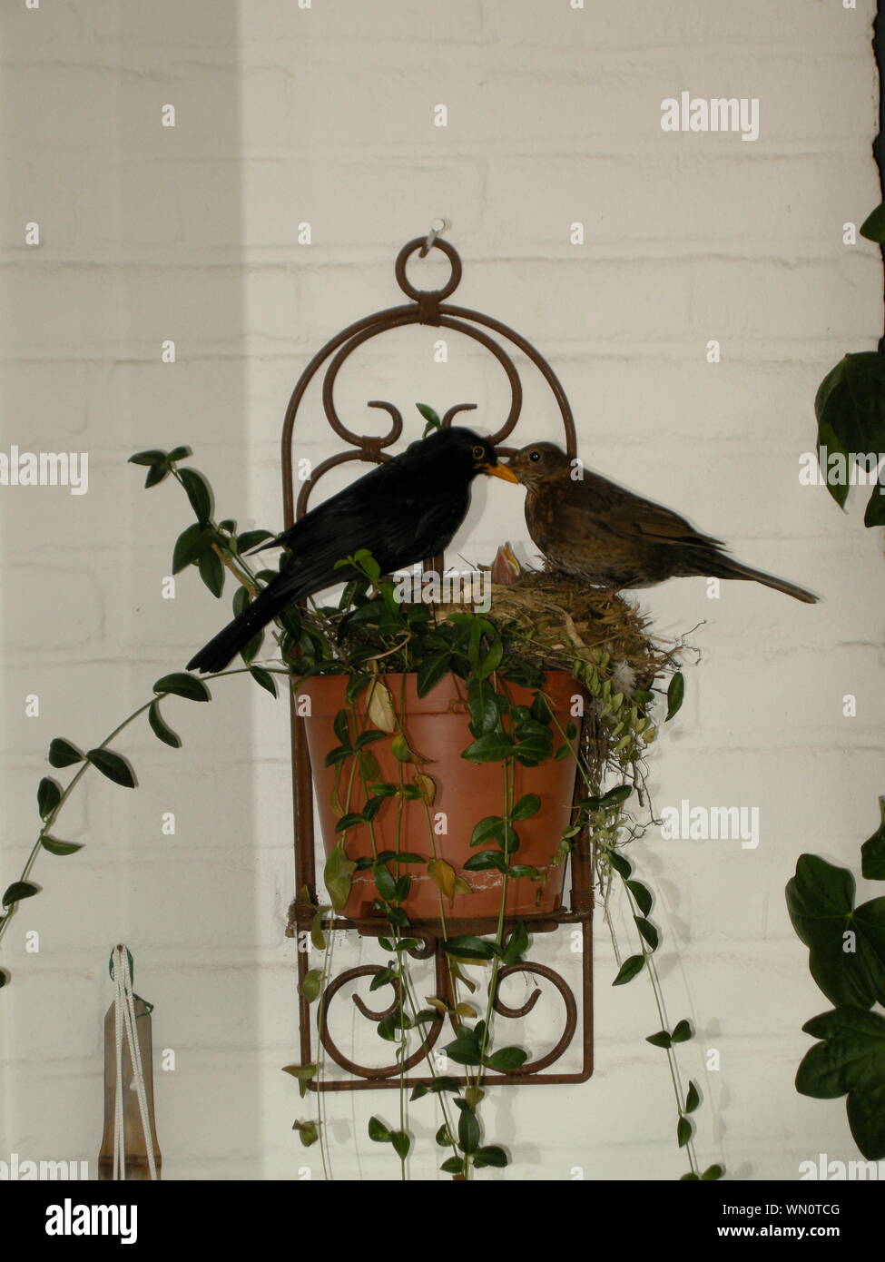 Blackbird nest wall hi-res stock photography and images - Alamy