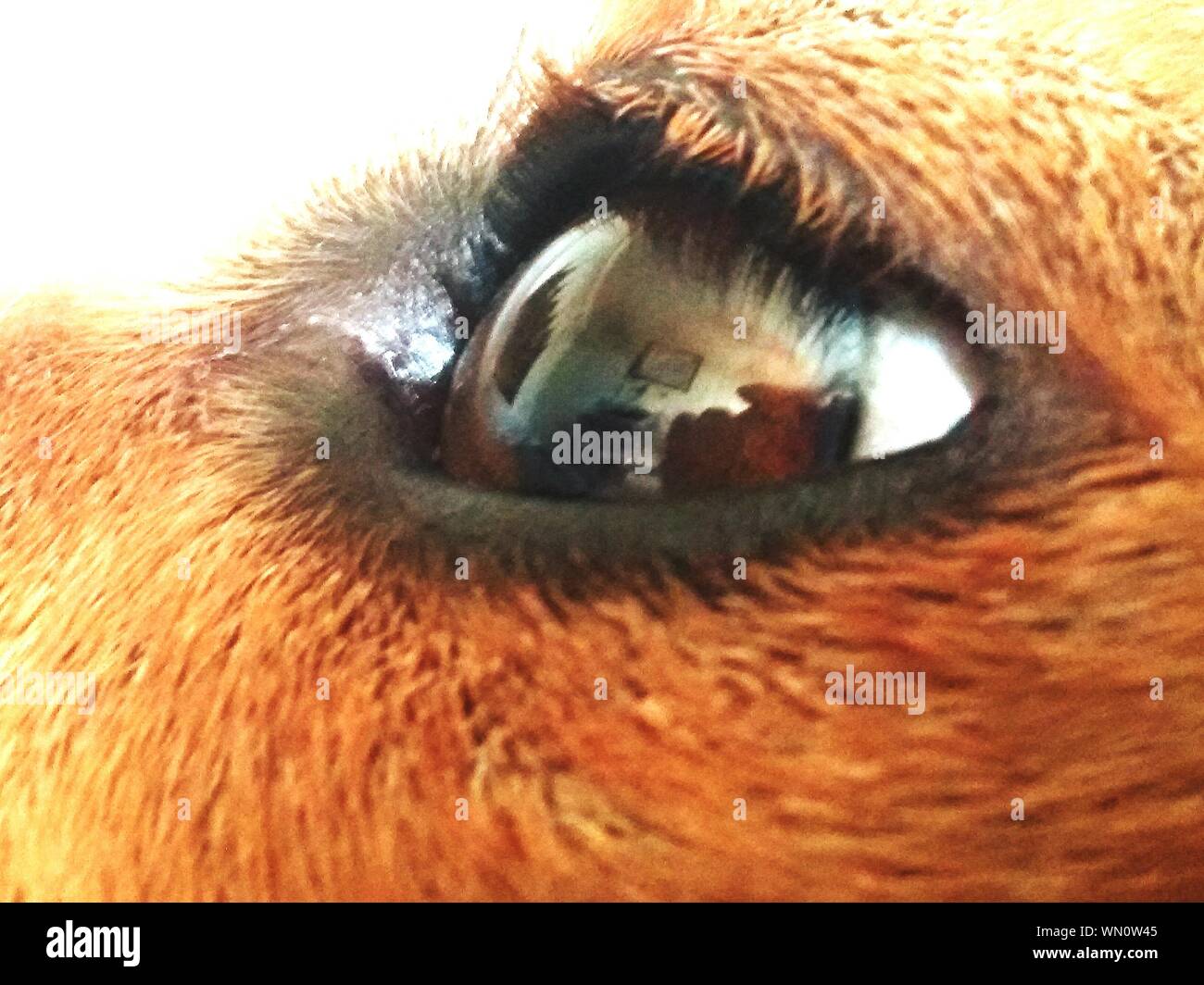 Extreme Close Up Dog Eye Animal Eye High Resolution Stock Photography ...