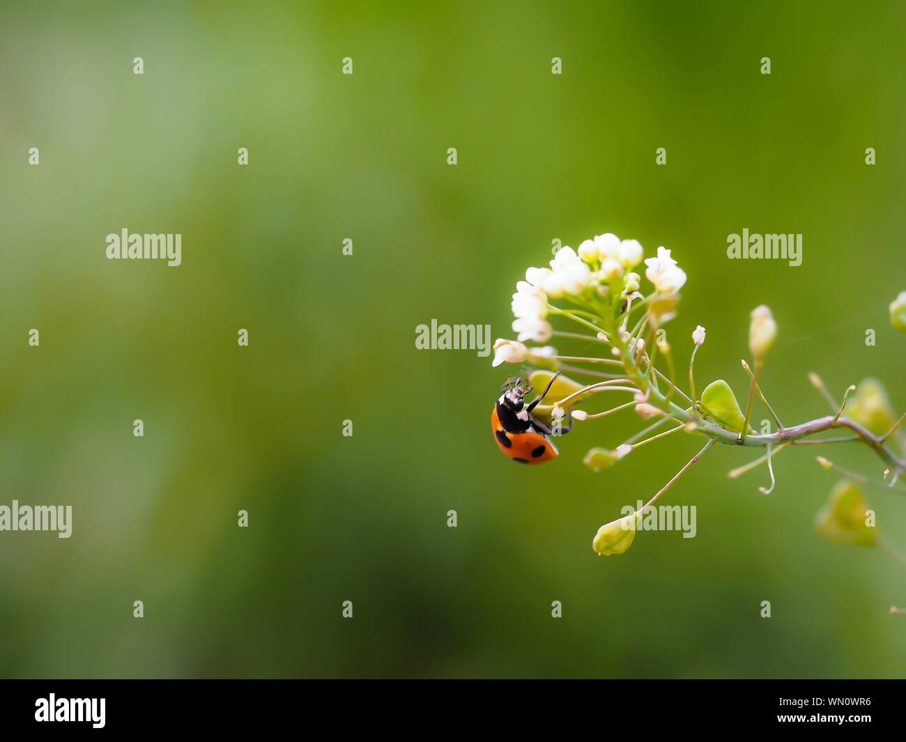 White Ladybug High Resolution Stock Photography and Images - Alamy