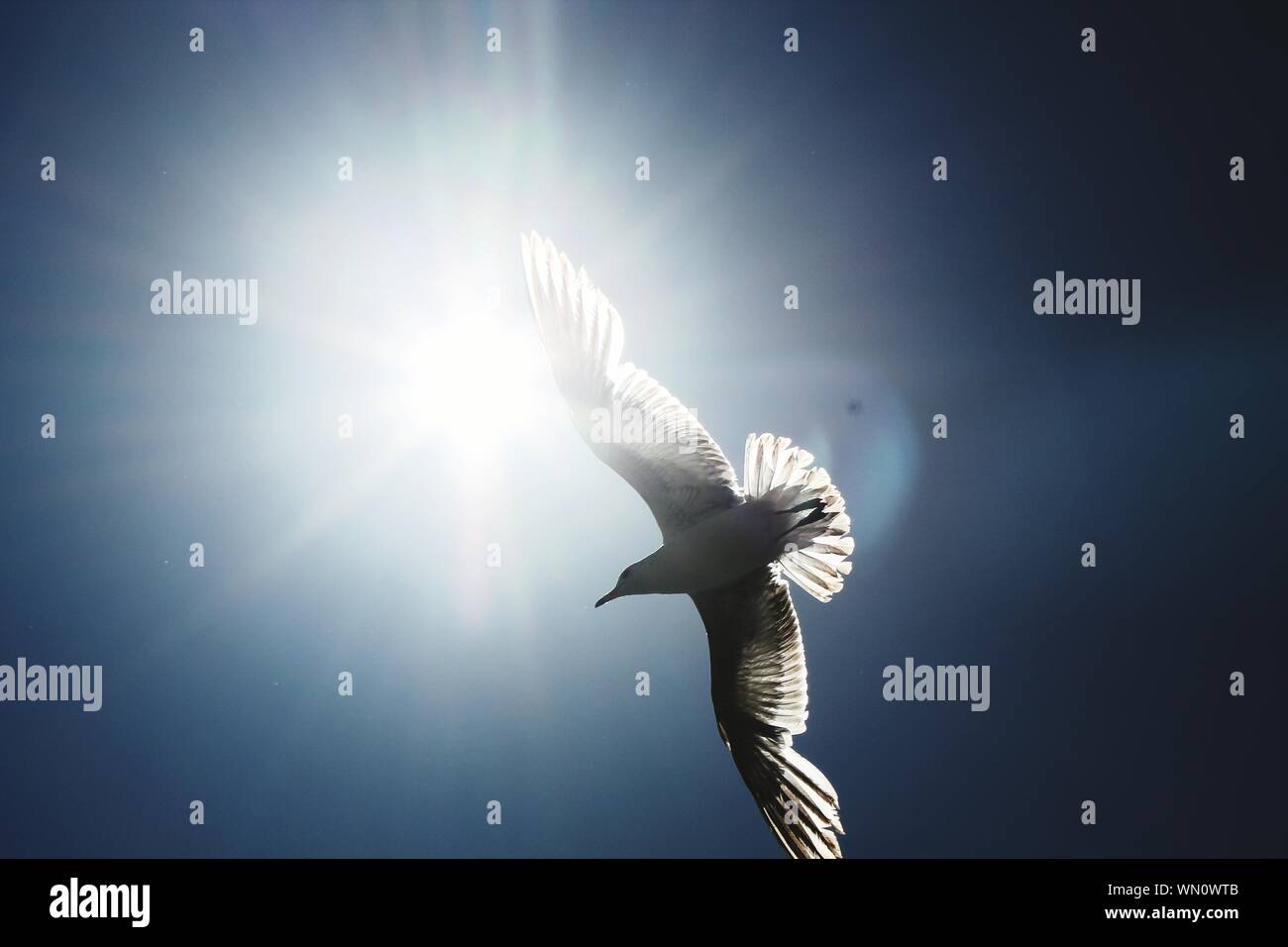 Seagull in the sun hi-res stock photography and images - Alamy