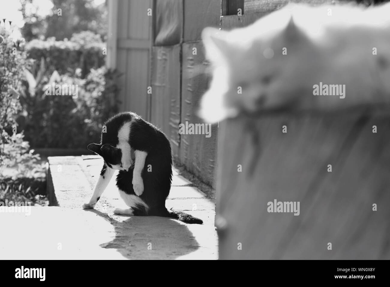 Self cat hi-res stock photography and images - Alamy