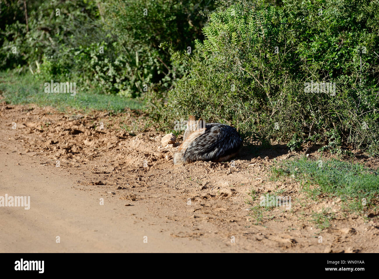Black backed jackal lying hi-res stock photography and images - Alamy