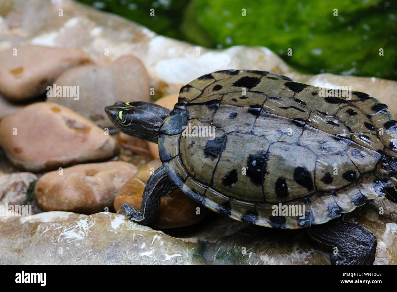 Turtle rocks hi-res stock photography and images - Alamy
