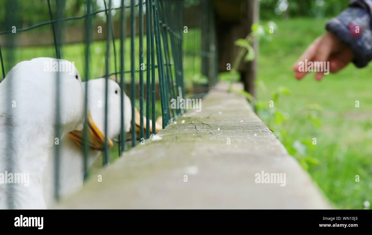 Duck in cage hi-res stock photography and images - Alamy