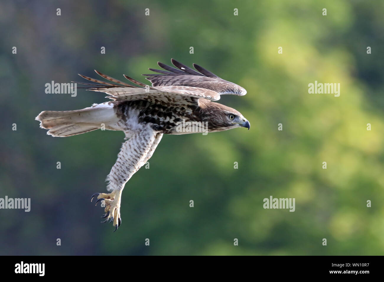 Red tailed hawk in flight hi-res stock photography and images - Alamy