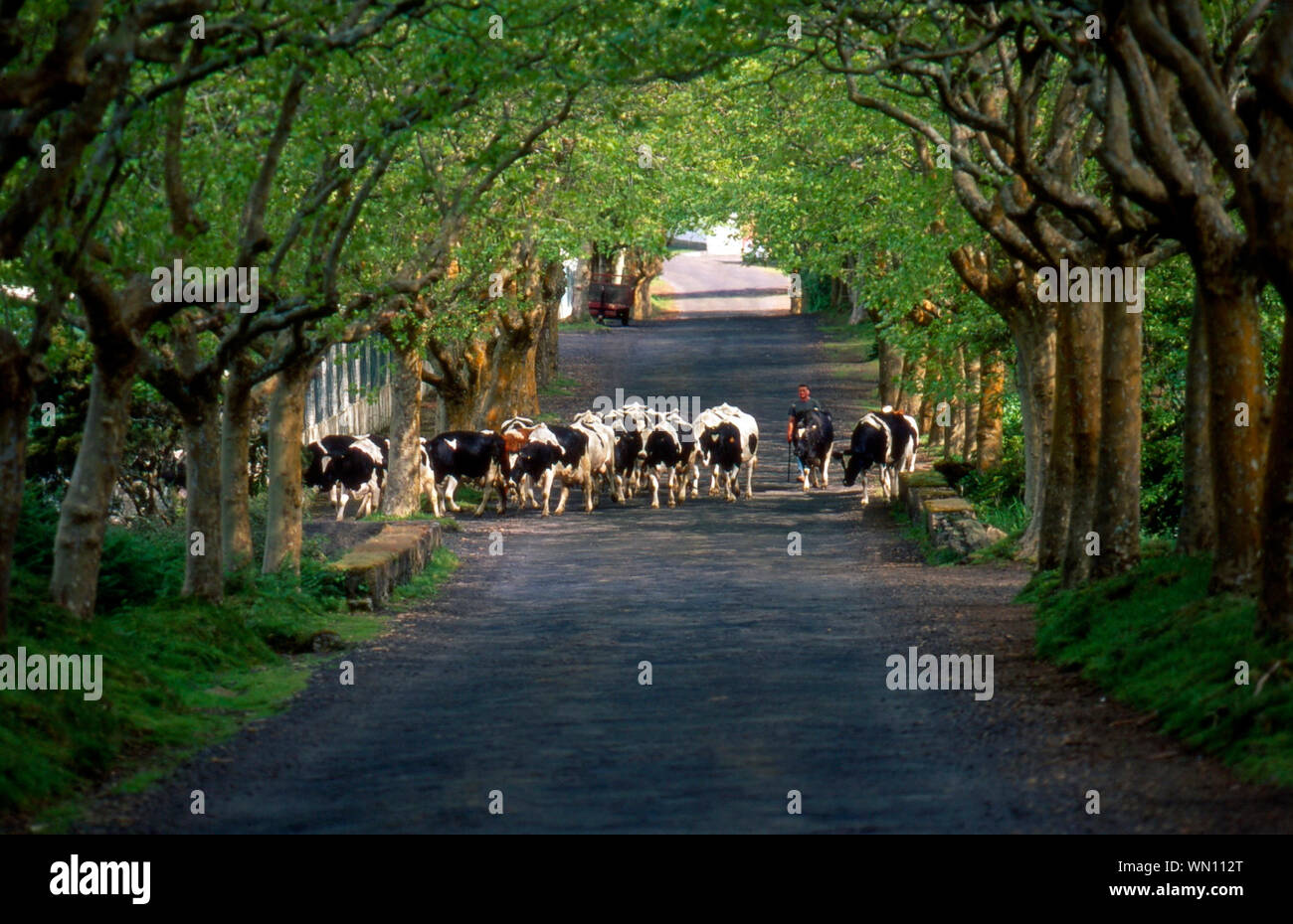 Cattle road hi-res stock photography and images - Alamy