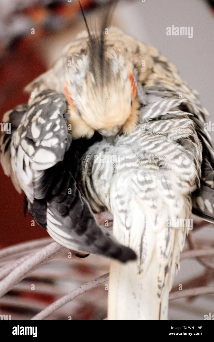 Close up cockatiel hi-res stock photography and images - Alamy