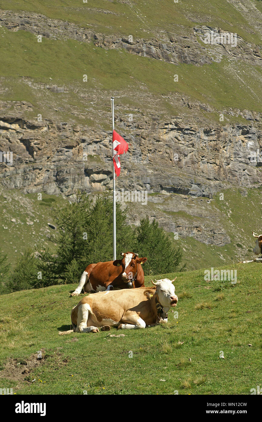 Sitting cows hi-res stock photography and images - Alamy