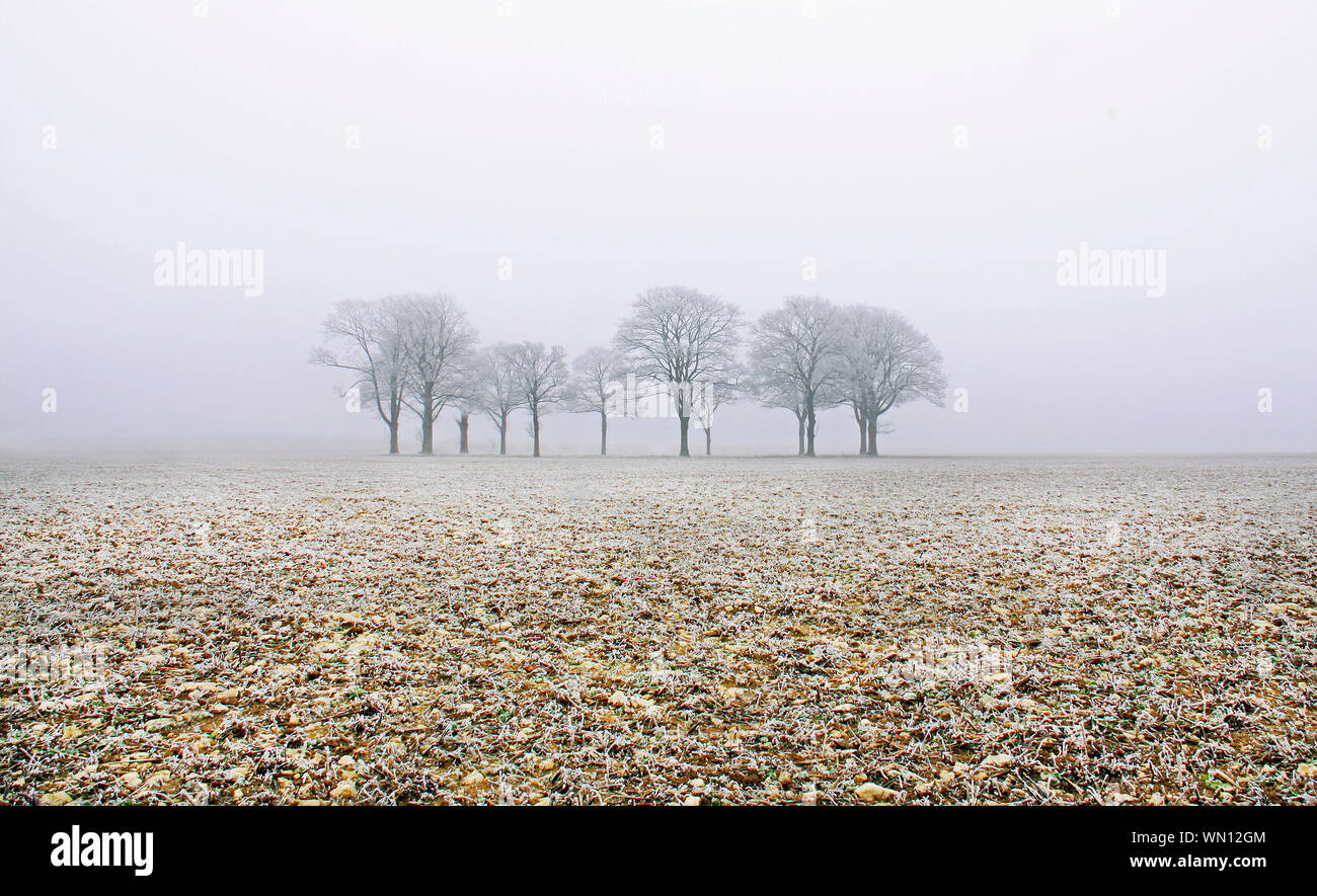 Uk misty field trees hi-res stock photography and images - Alamy