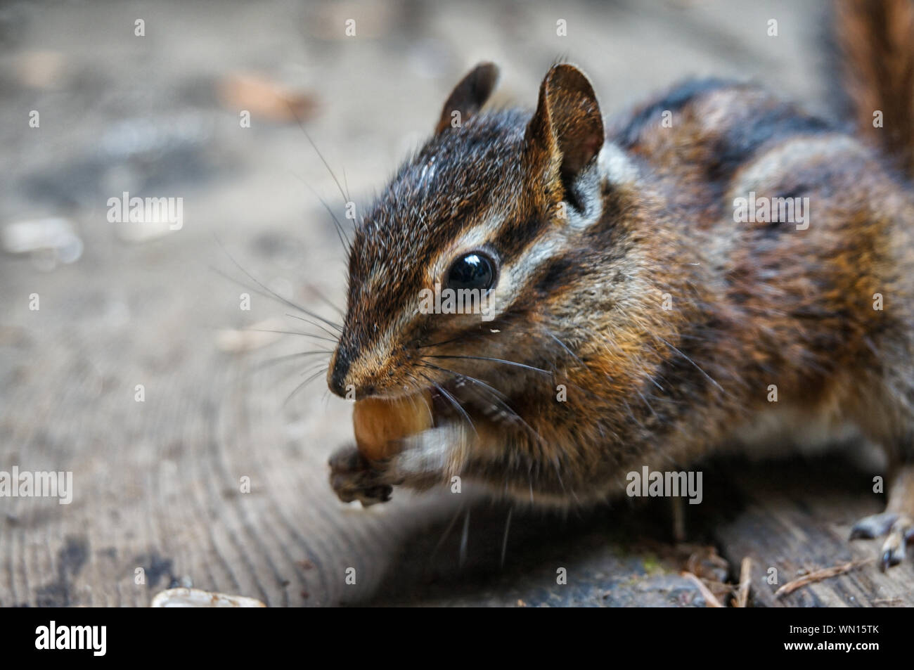 Hungry Chipmunk High Resolution Stock Photography and Images - Alamy