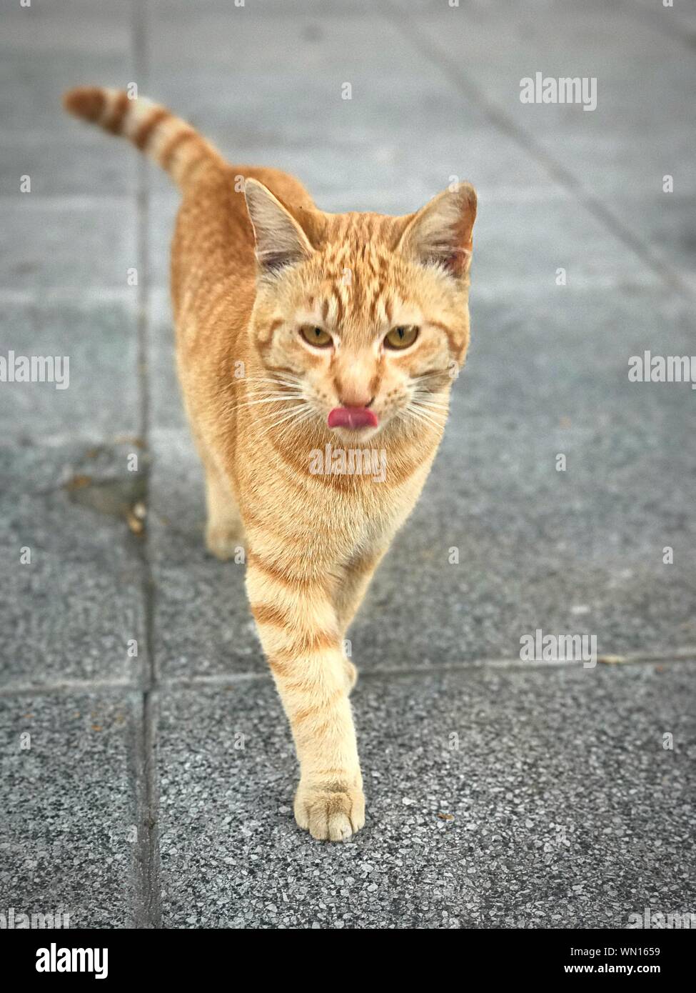 Cat walking street hi-res stock photography and images - Alamy