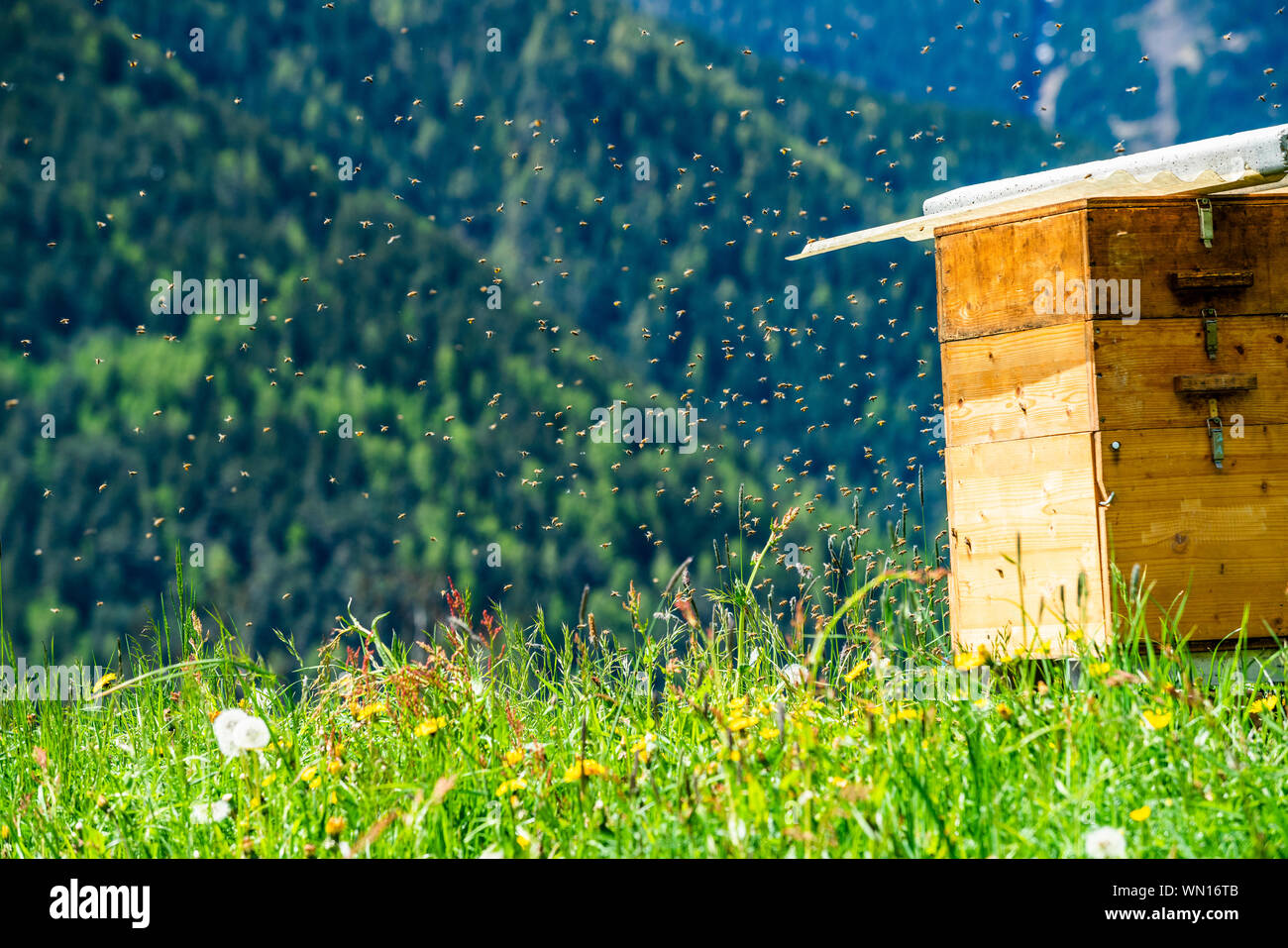 Bees by beehive in Dolomites, Italy Stock Photo - Alamy