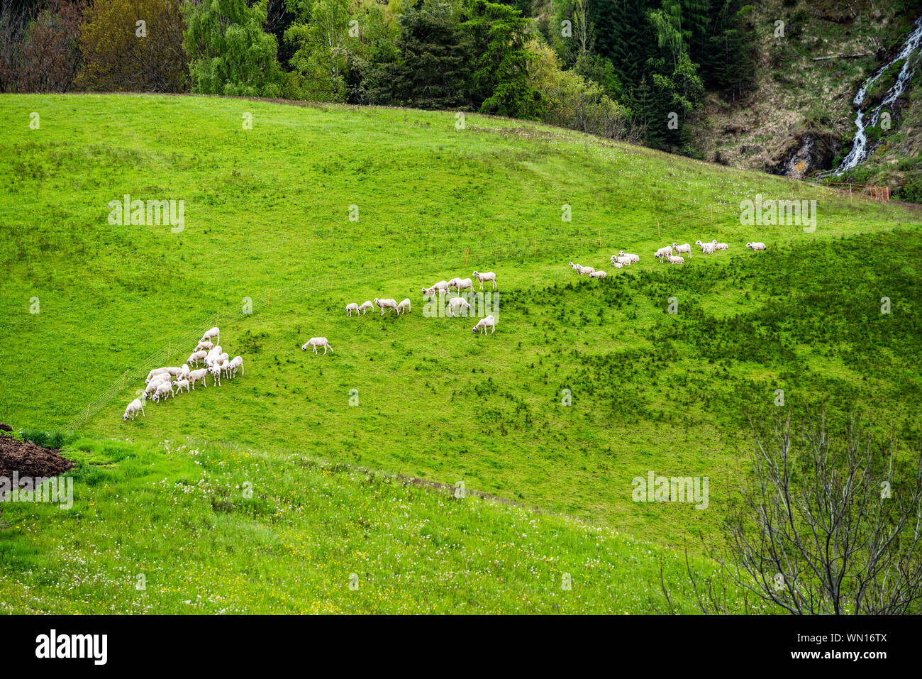 High angle view of goats in field Stock Photo - Alamy