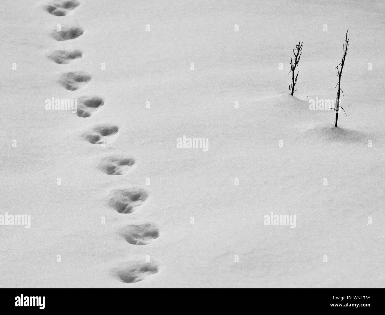 Paw prints in the snow hi-res stock photography and images - Alamy
