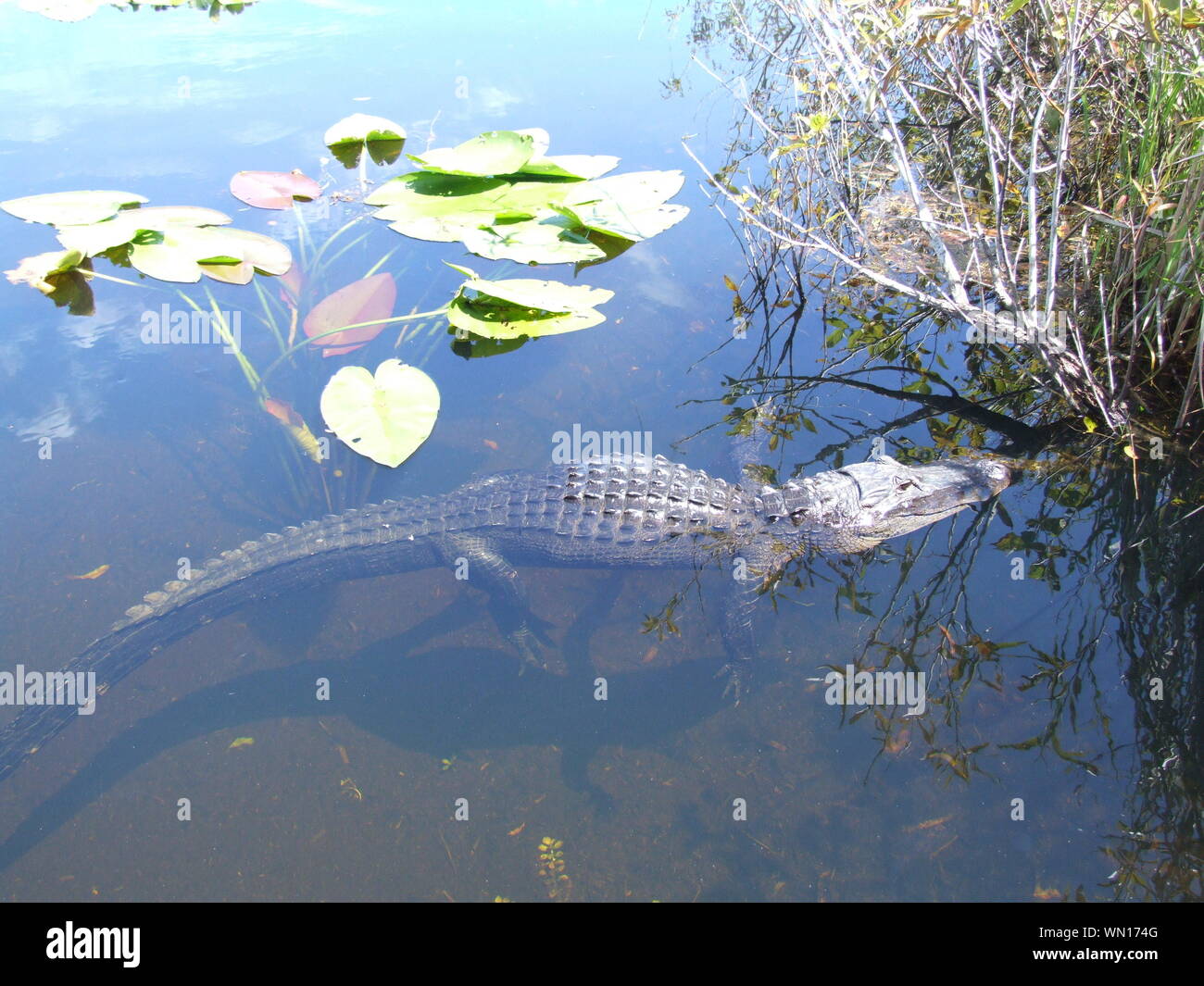 Side view of alligator hi-res stock photography and images - Alamy