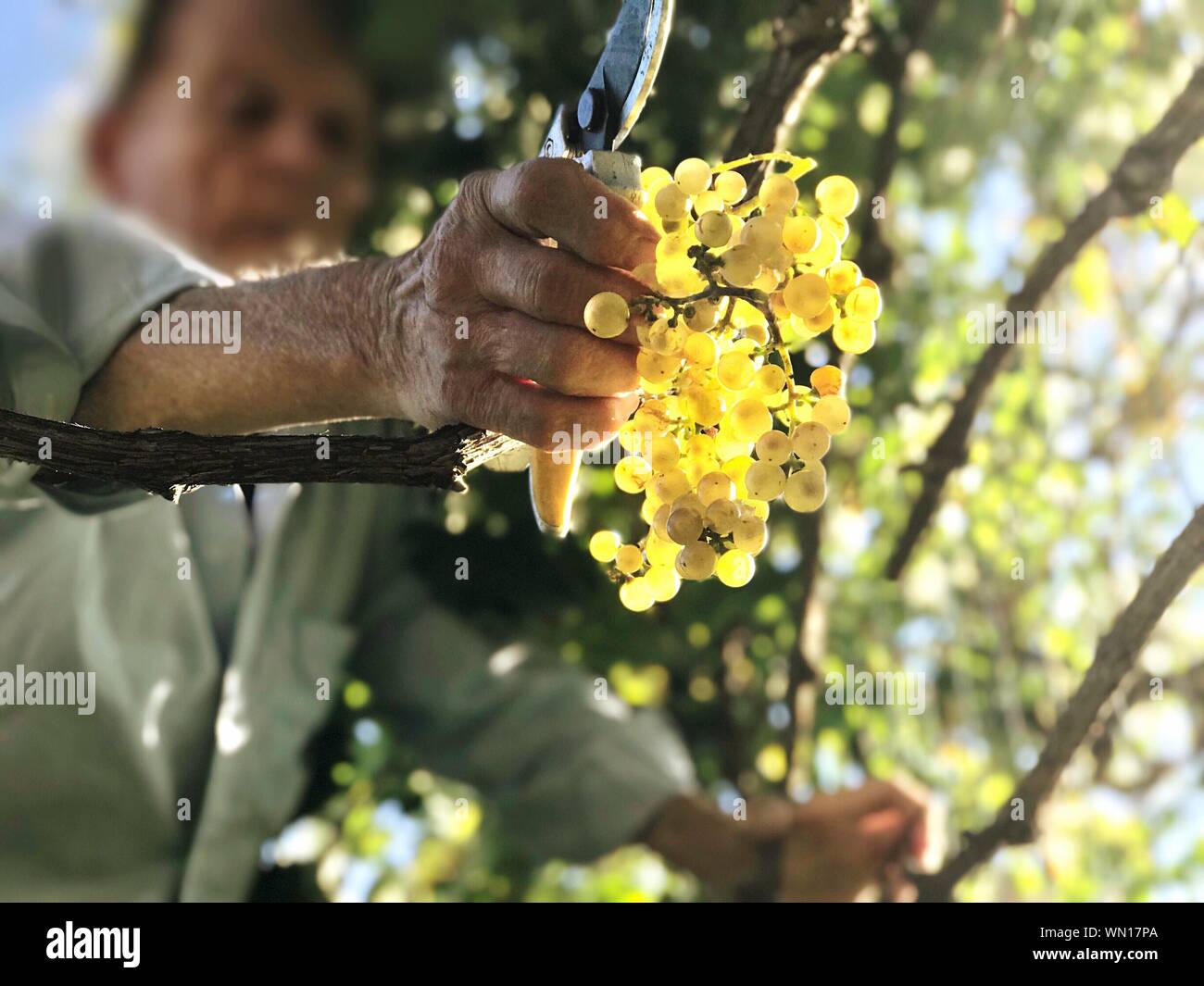 Man eating grapes hi-res stock photography and images - Alamy