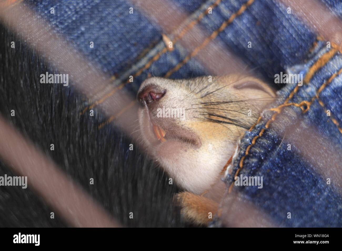 Pocket mouse wildlife hi-res stock photography and images - Alamy