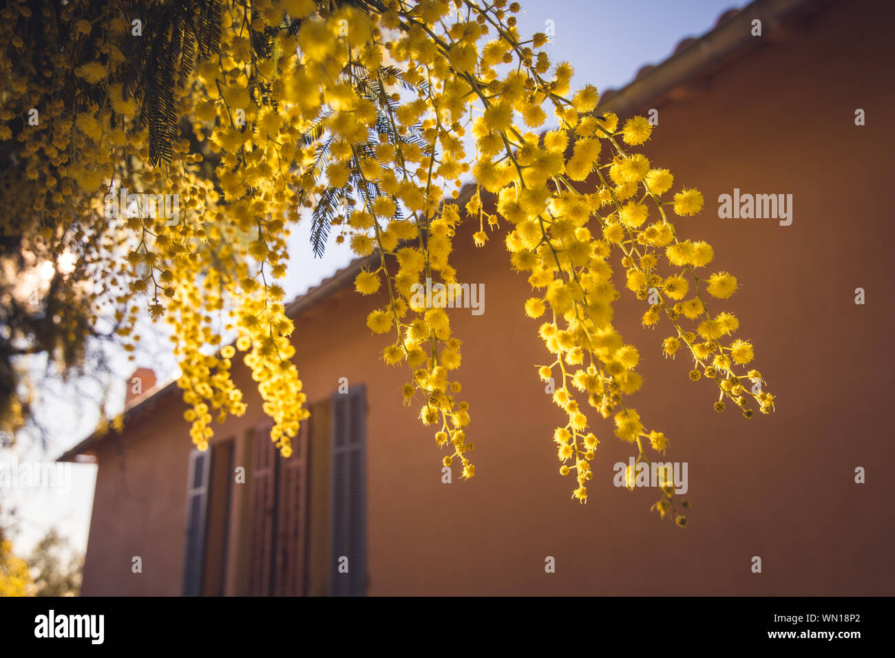 Hanging yellow flowers in tree hi-res stock photography and images - Alamy