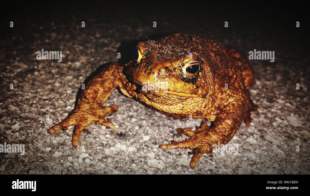 Toad At Night High Resolution Stock Photography and Images - Alamy