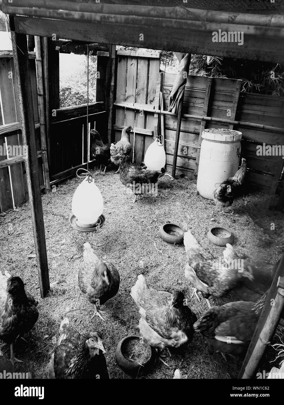 High hens hi-res stock photography and images - Alamy