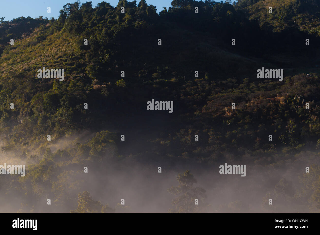 Greenery scene view of mountain forests in morning sunrise with fog ...