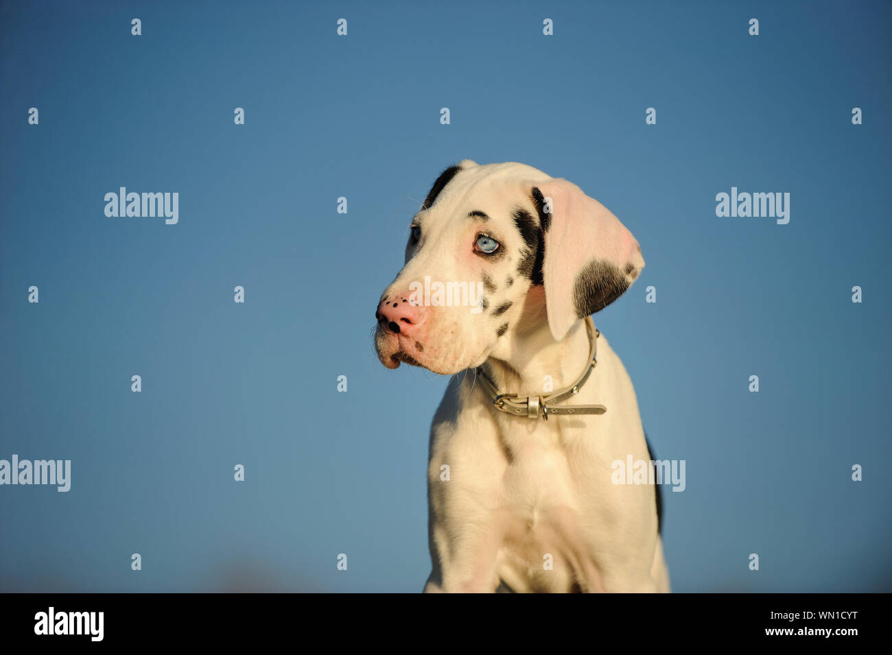 Great dane puppy hi-res stock photography and images - Alamy