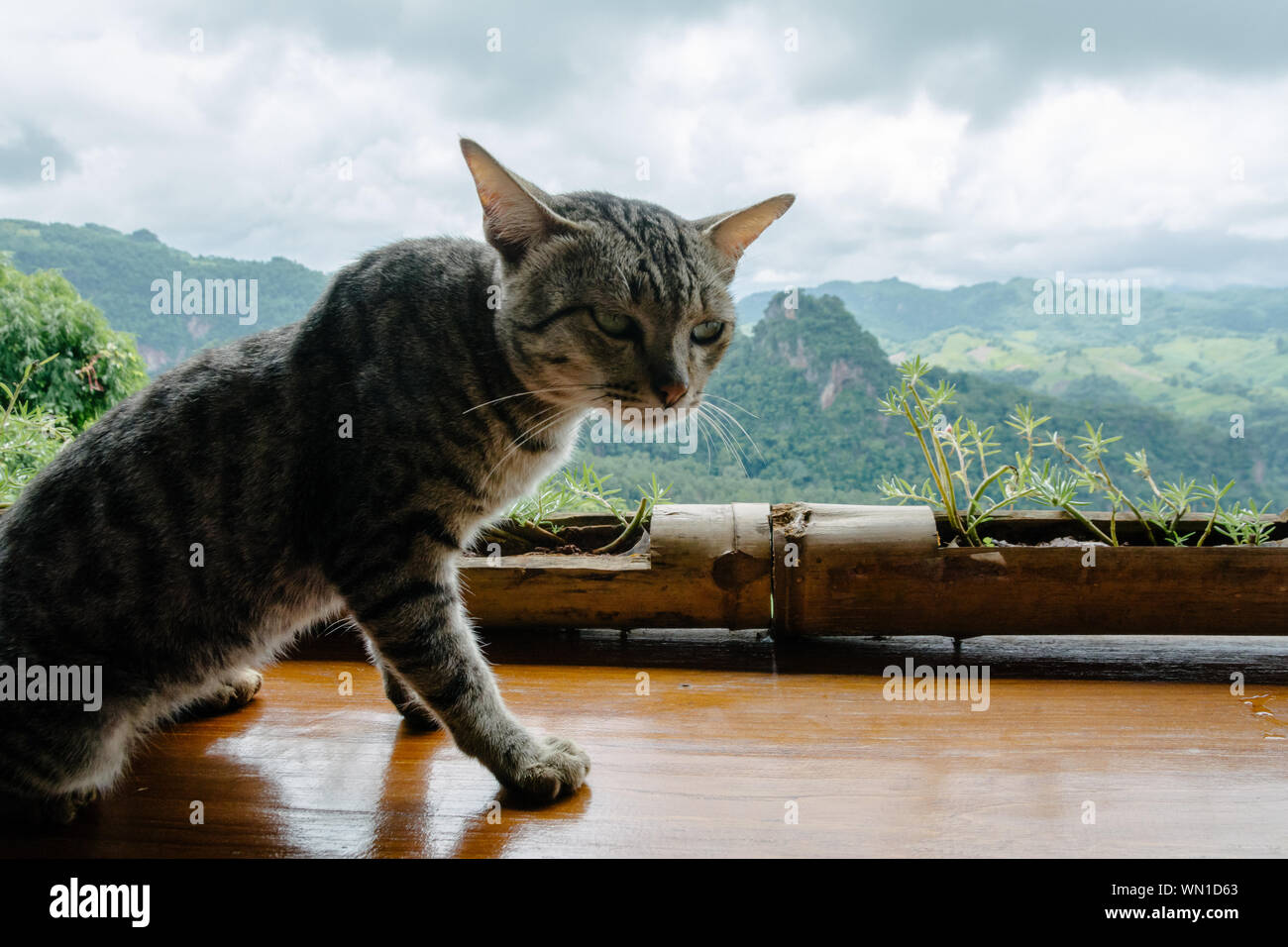 Landscape cat hi-res stock photography and images - Alamy