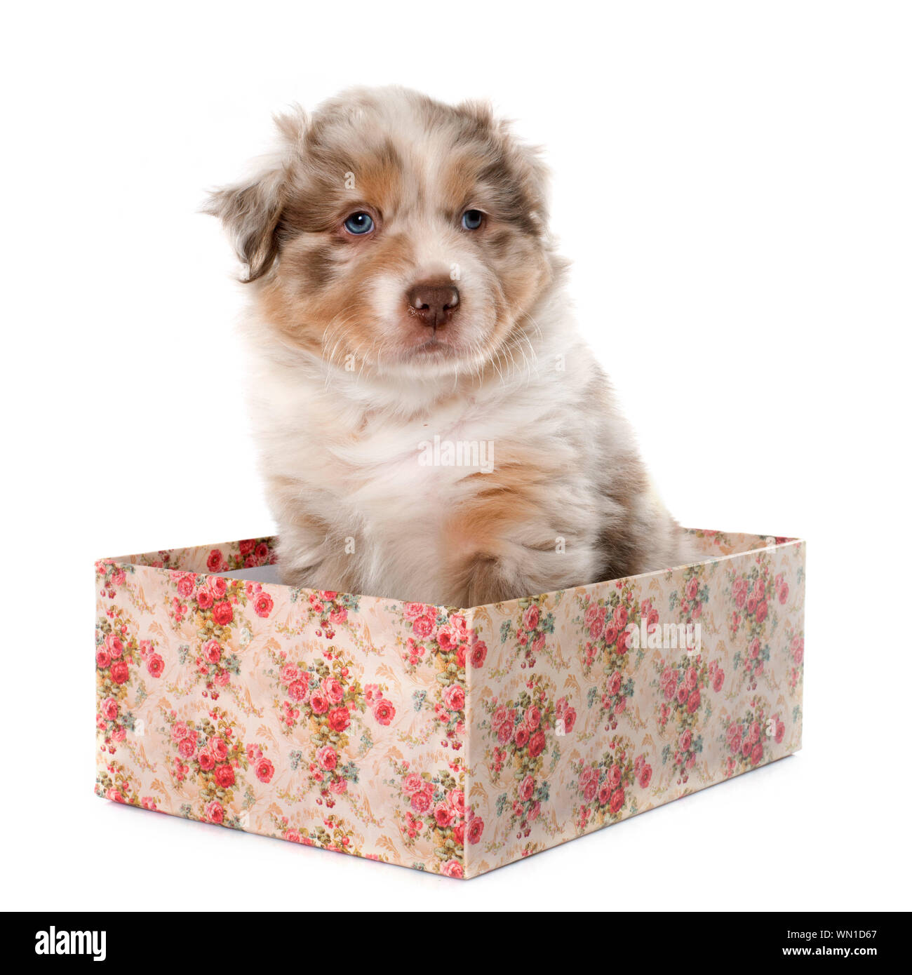 Puppy In Box High Resolution Stock Photography and Images - Alamy