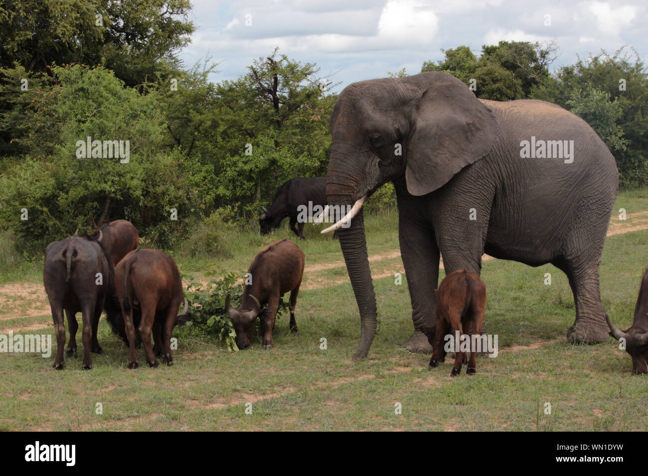 African grazing animals hi-res stock photography and images - Alamy